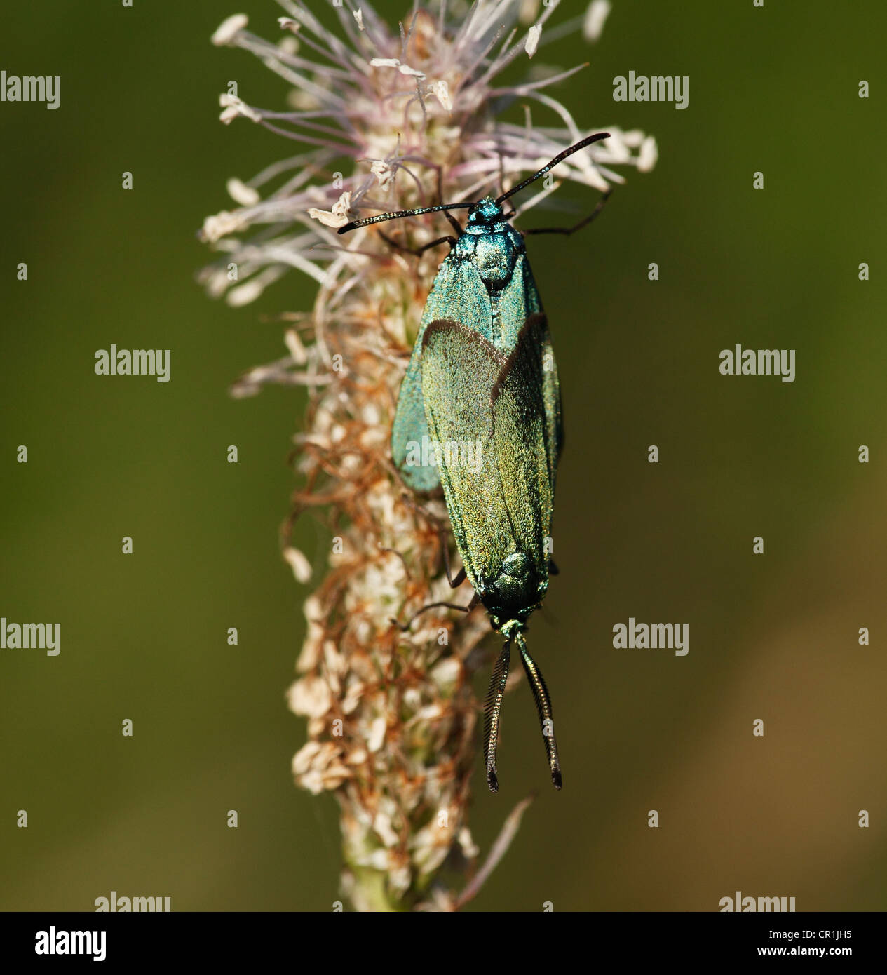 Tipi di falene immagini e fotografie stock ad alta risoluzione - Alamy