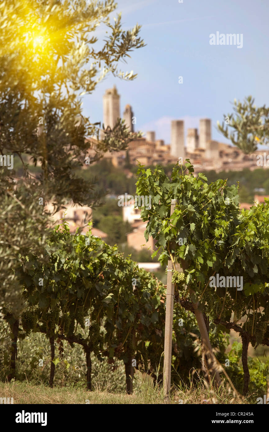 Righe di uva che cresce in vigna Foto stock - Alamy