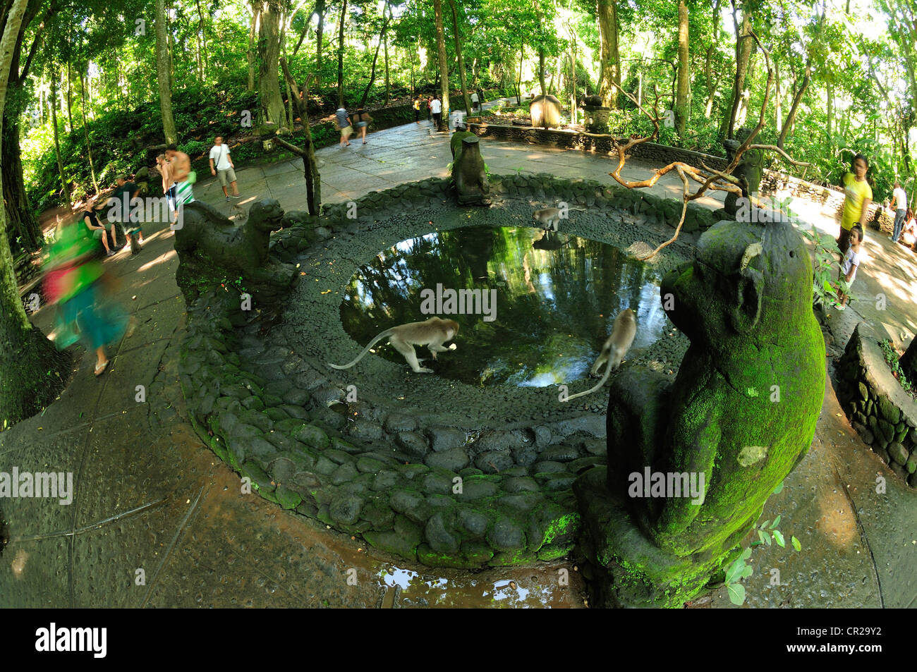 Asia scimmie scimmie mammifero mammiferi animali animali roberto nistri ...