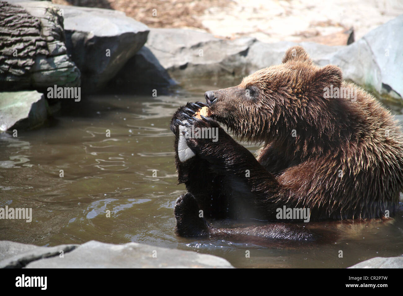 Orso divertente immagini e fotografie stock ad alta risoluzione - Alamy