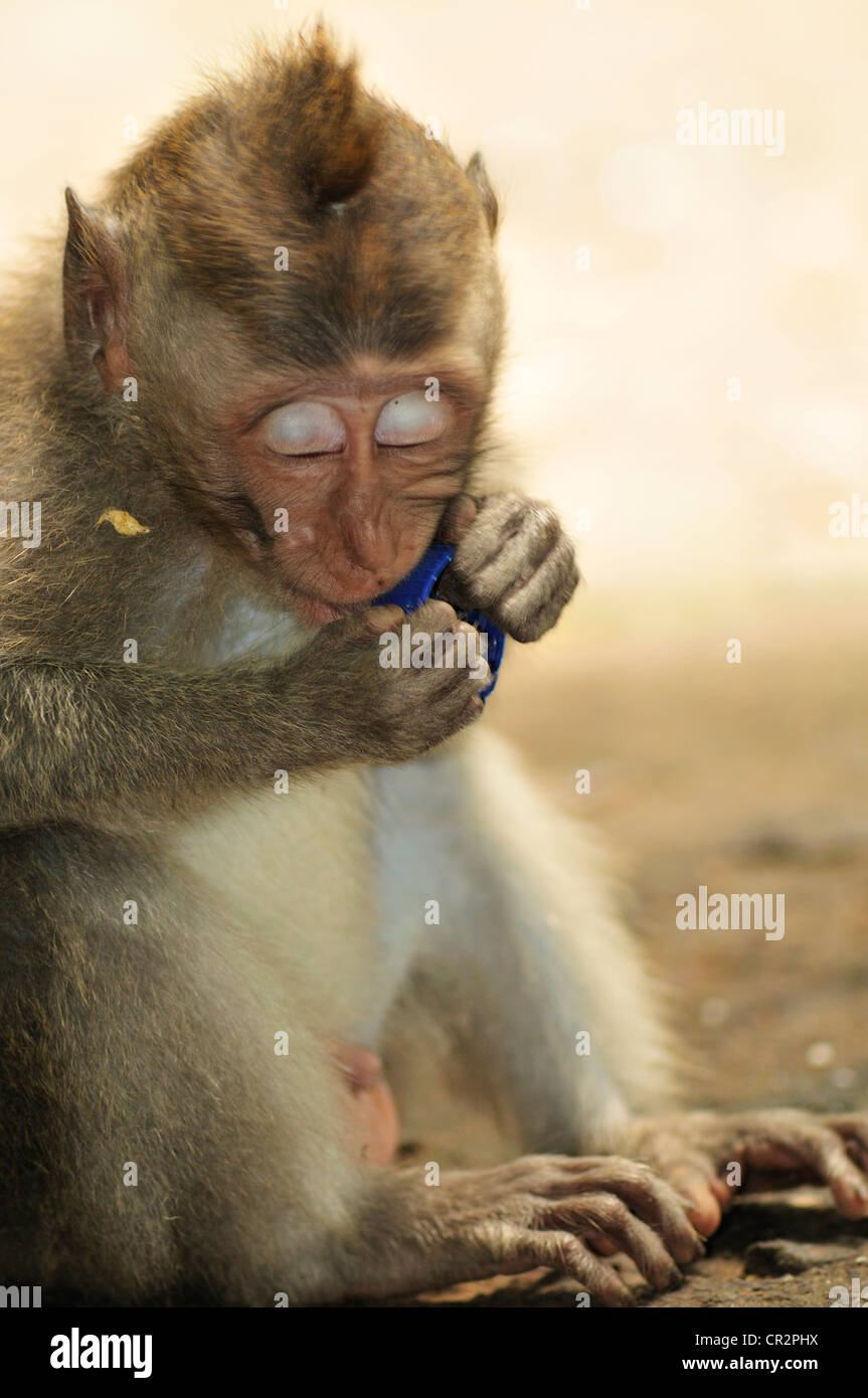 Mammiferi mammifero asia roberto nistri verticale immagini e fotografie ...