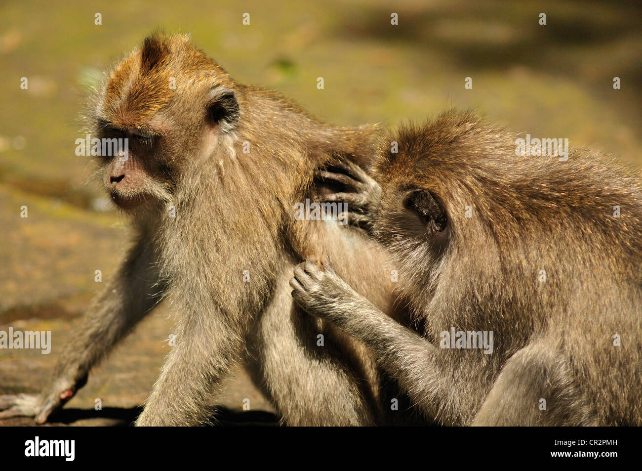 Asia scimmie scimmie mammifero mammiferi animali animali roberto nistri ...