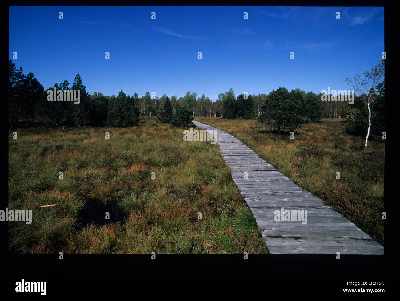 Flora della torbiera immagini e fotografie stock ad alta risoluzione ...