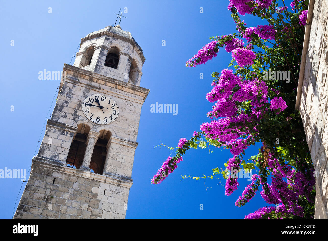 Dettaglio dalmata immagini e fotografie stock ad alta risoluzione - Alamy