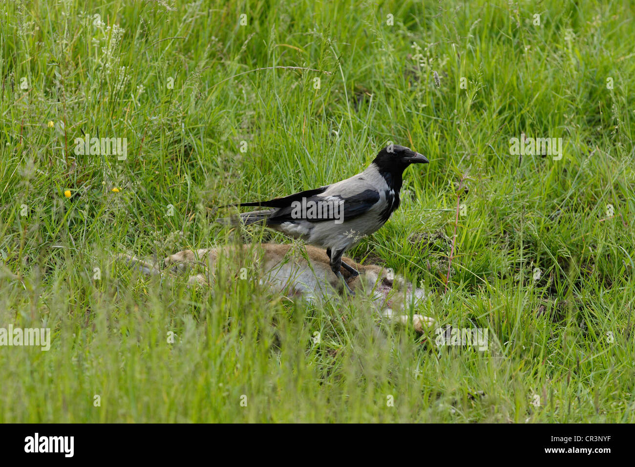 Uccelli irlandesi immagini e fotografie stock ad alta risoluzione - Alamy