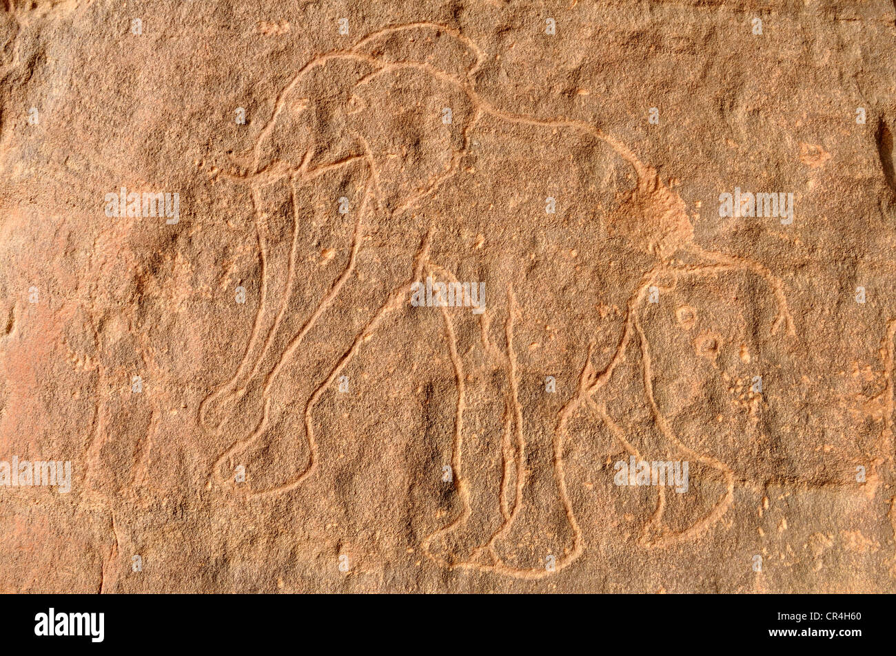 Incisione di elefante, neolitica rockart dell Acacus montagne o Tadrart ...