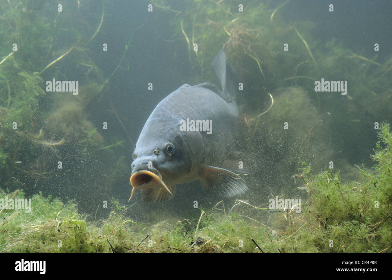 Common carp cyprinus carpio immagini e fotografie stock ad alta ...