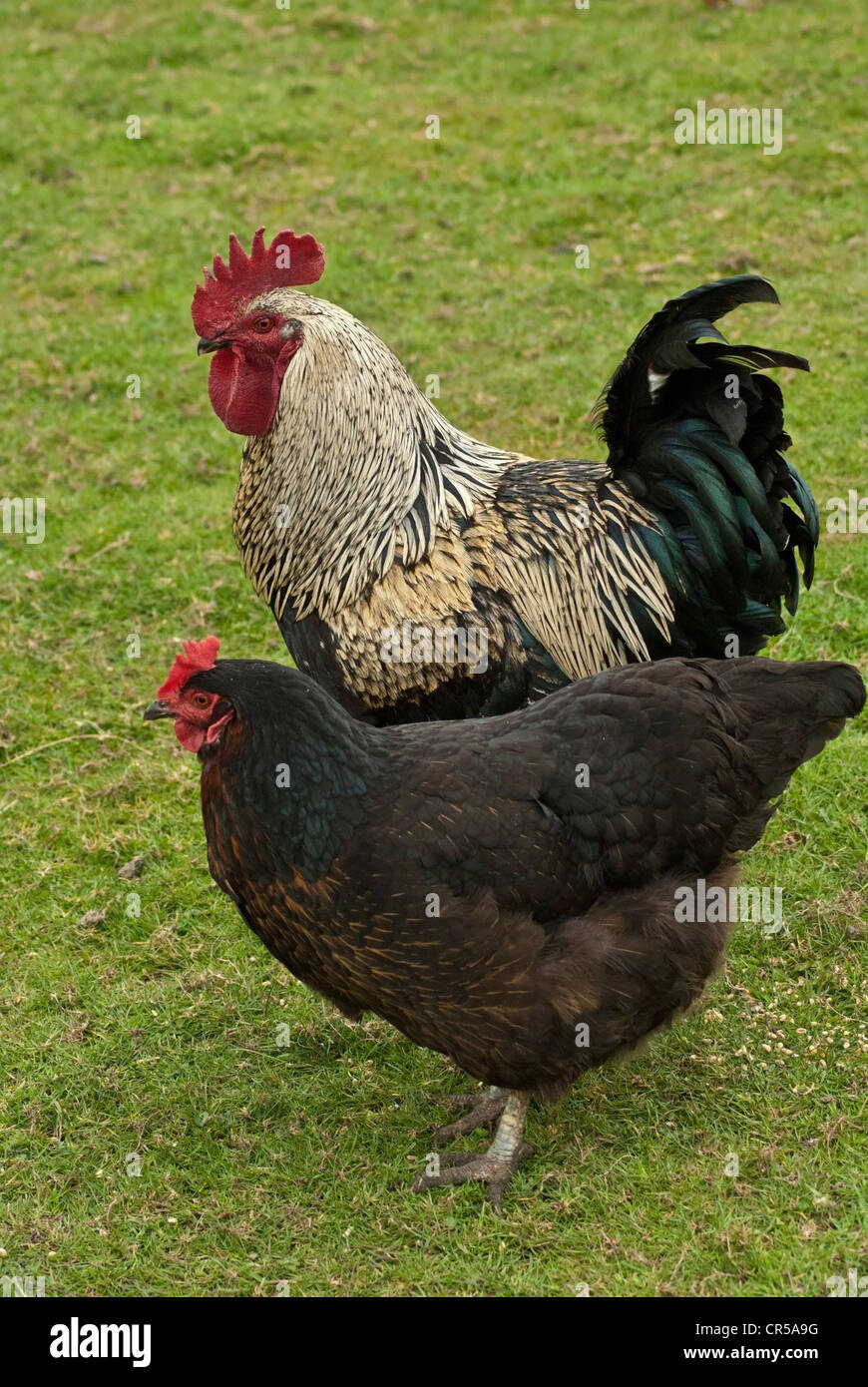 Gallina ruspante nera immagini e fotografie stock ad alta risoluzione ...