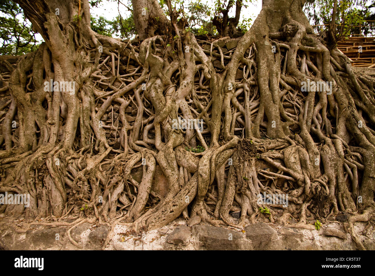Radici intrecciate immagini e fotografie stock ad alta risoluzione - Alamy