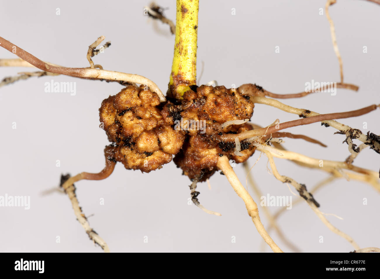 Gall root o batteriosi vascolare (Rhizobium radiobacter) su un taglio ...