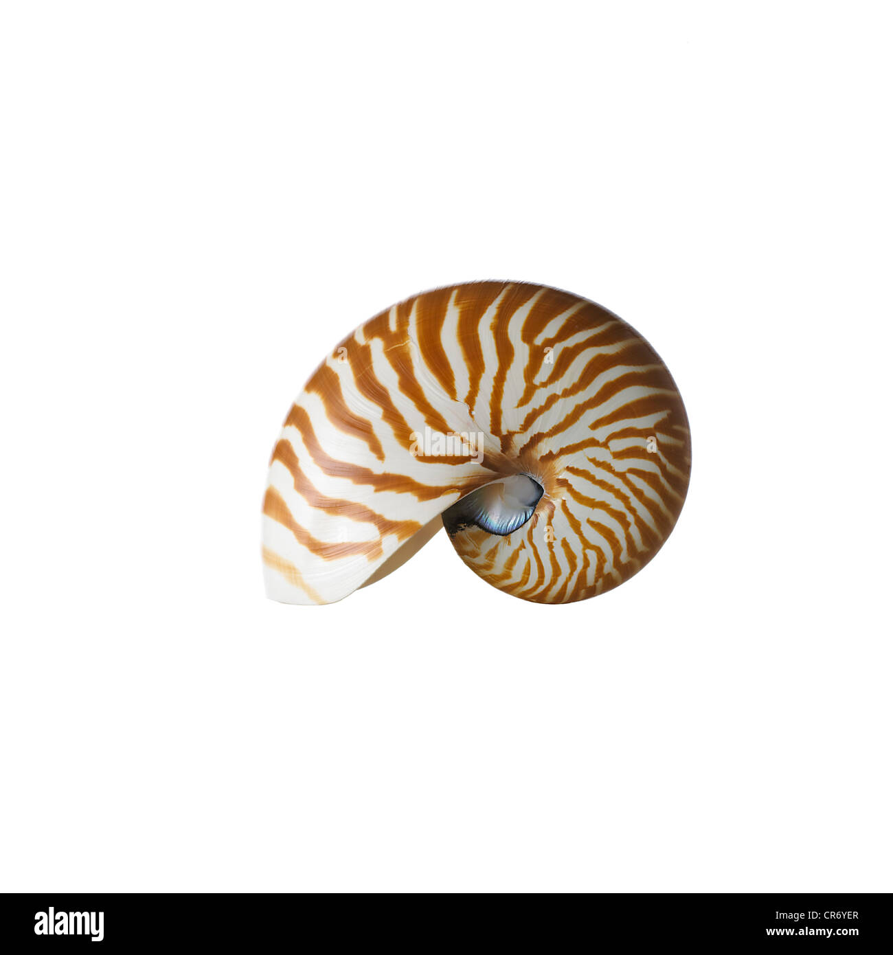 Conchiglie univalve immagini e fotografie stock ad alta risoluzione - Alamy