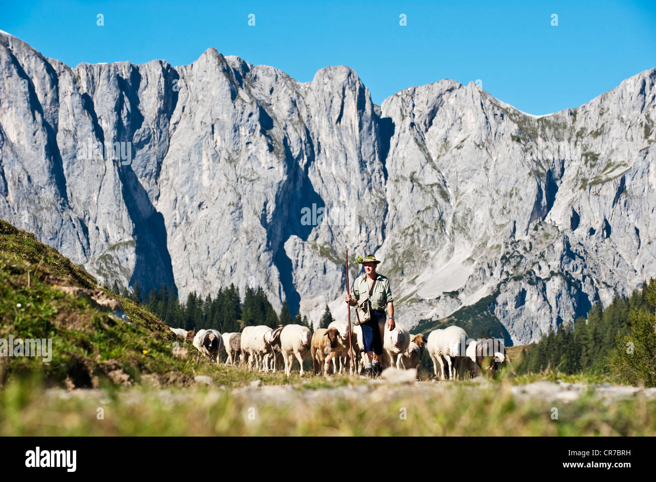 Pastore Che Raduna Le Sue Pecore Immagini e Fotos Stock - Alamy