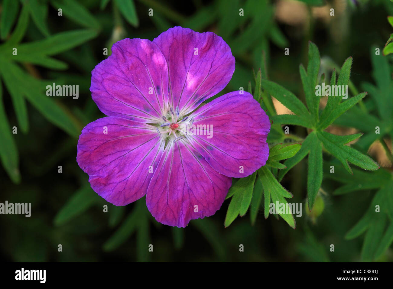 Geranio un unico fiore immagini e fotografie stock ad alta risoluzione ...