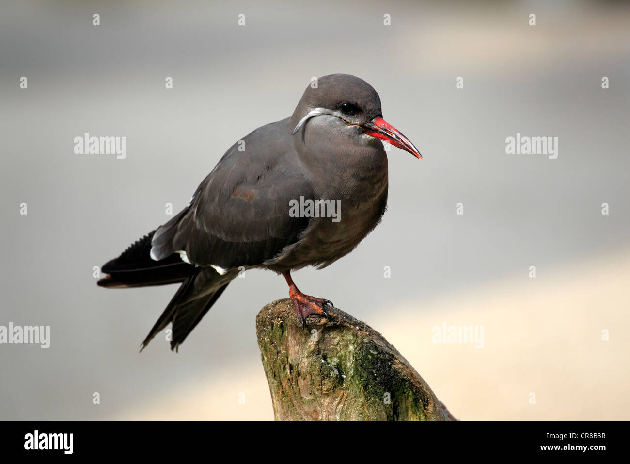 Inca sterna larosterna inca immagini e fotografie stock ad alta ...