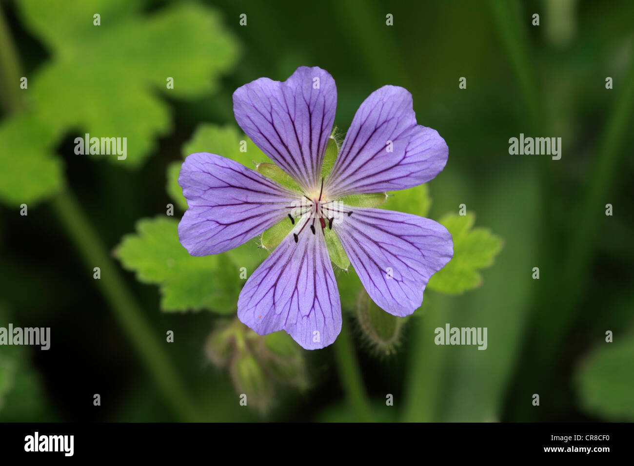 Geranio un unico fiore immagini e fotografie stock ad alta risoluzione ...