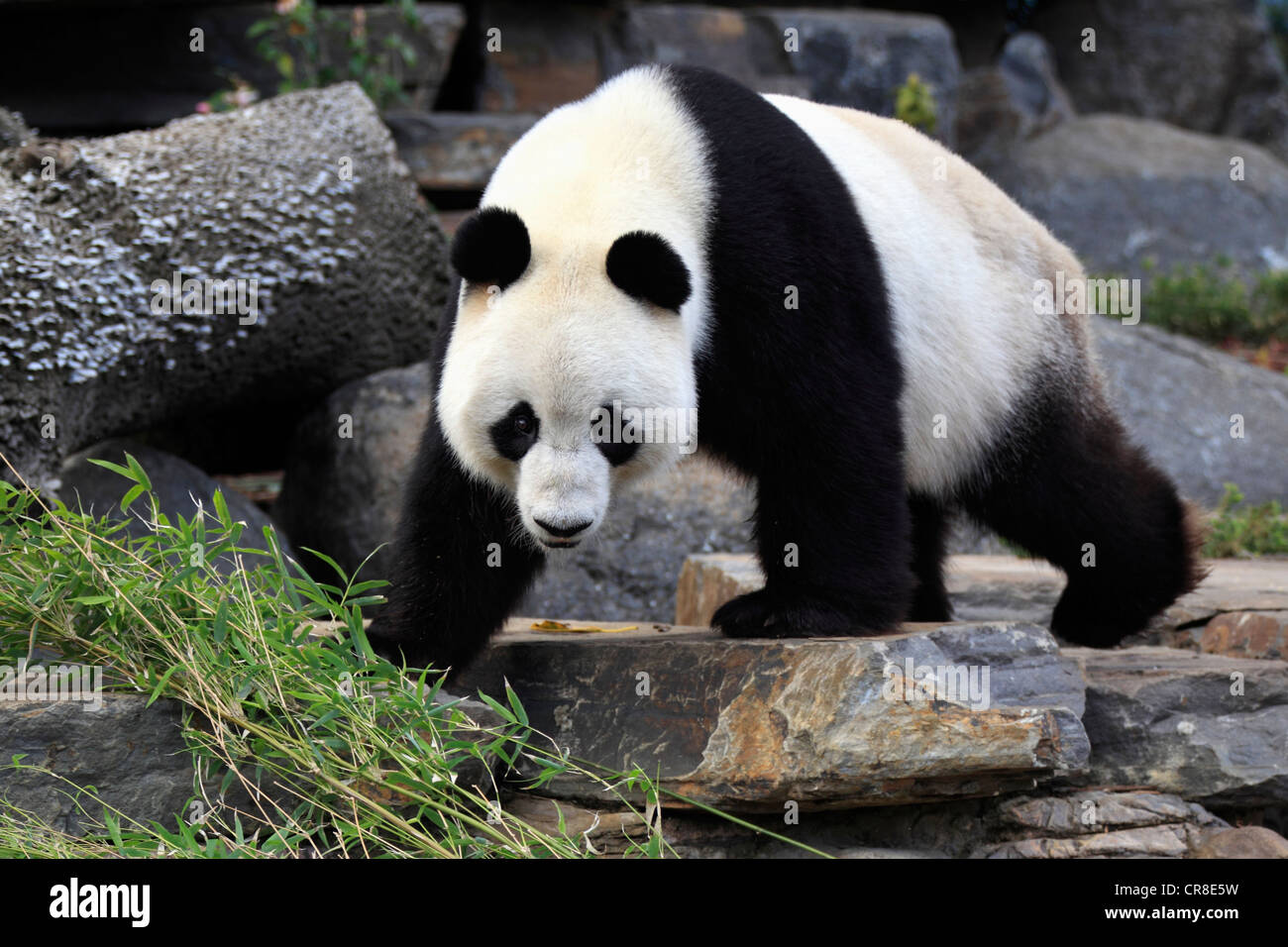 Panda gigante (Ailuropoda melanoleuca), Adulto, lo Zoo di Adelaide ...