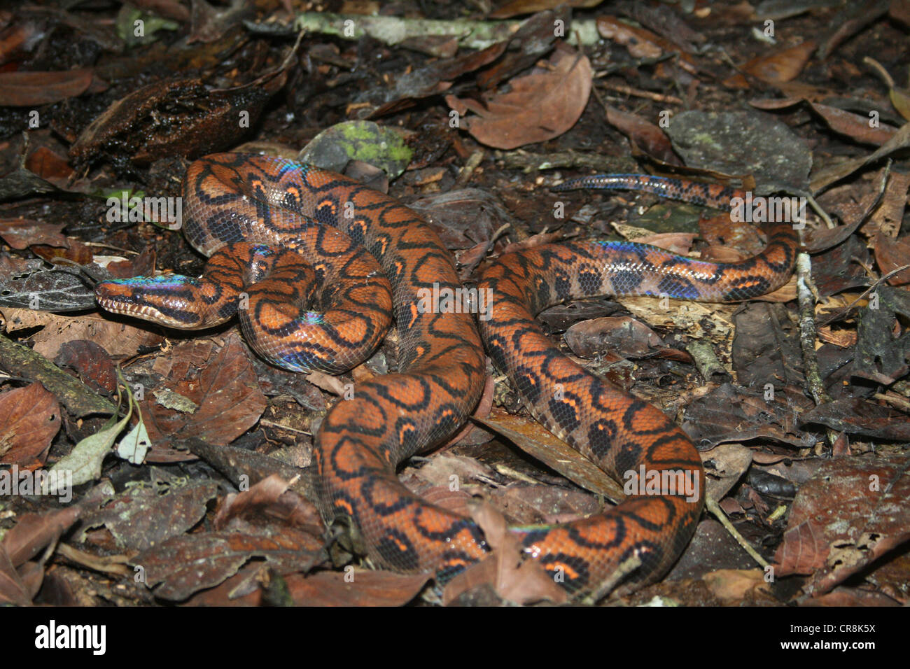 Rainbow Boa constrictor, Amazzonia ecuadoriana Foto stock - Alamy