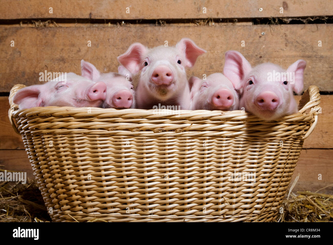 Anatomia Maiale Immagini e Fotos Stock - Alamy