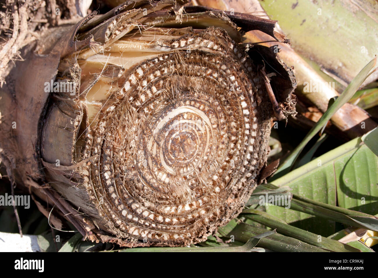 Sezione trasversale dello stelo del palm tree Foto stock - Alamy