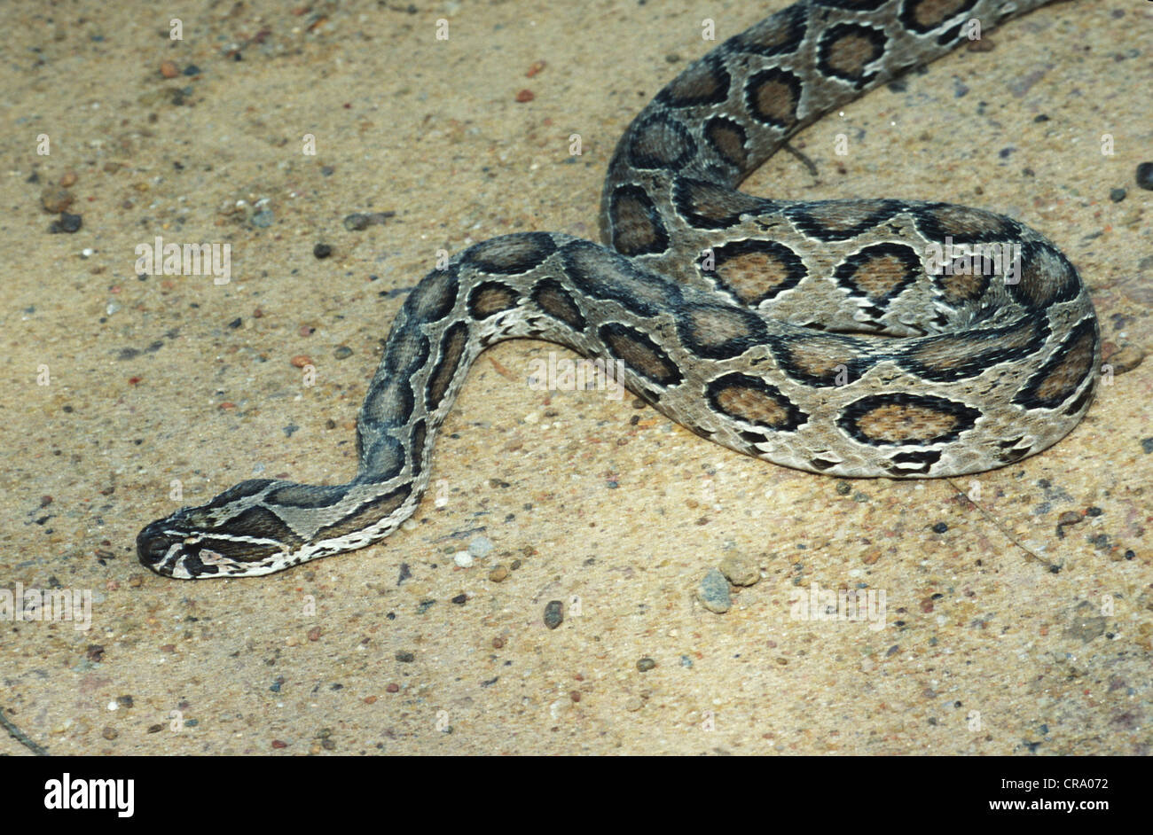 Serpenti velenosi di sri lanka immagini e fotografie stock ad alta ...