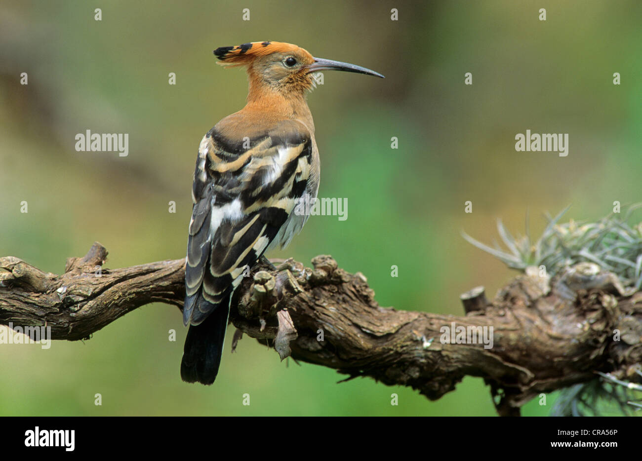 Upupa africana upupa epops africana immagini e fotografie stock ad alta ...