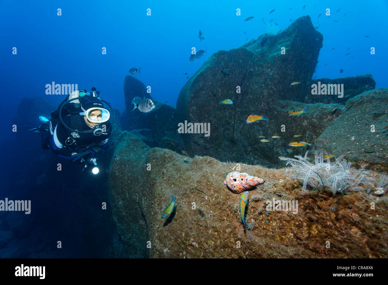 Scuba Diver guardando Atlantic Triton (Charonia variegata) sulla roccia ...