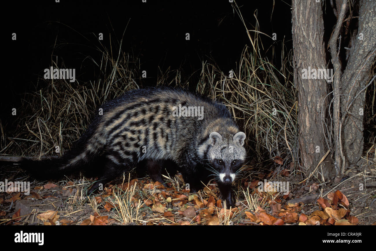 Civettictis civetta immagini e fotografie stock ad alta risoluzione - Alamy