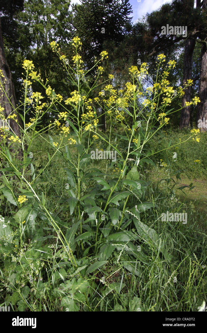 Pianta di guado immagini e fotografie stock ad alta risoluzione - Alamy