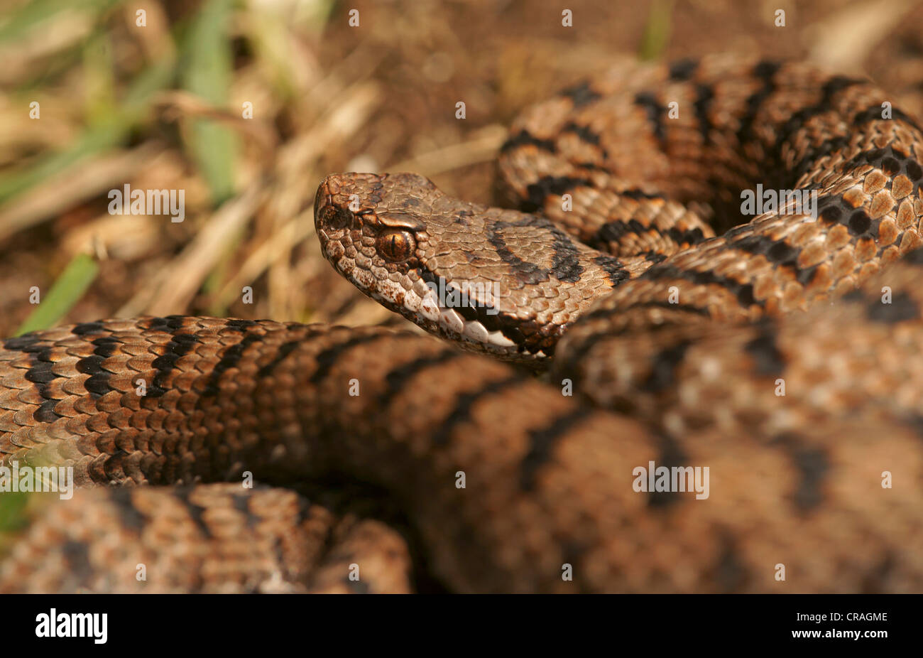 Asp viper vipera aspis snake immagini e fotografie stock ad alta ...
