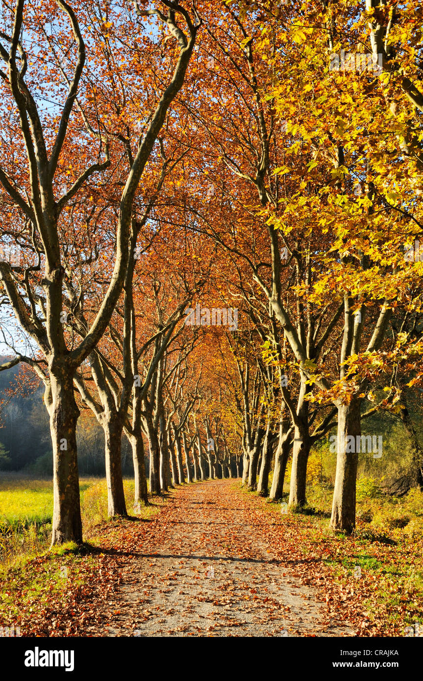 Strada alberata, platani (Platanus) in autunno, distretto di Konstanz ...