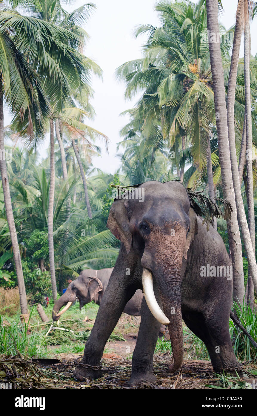 Colse up di elefanti immagini e fotografie stock ad alta risoluzione ...