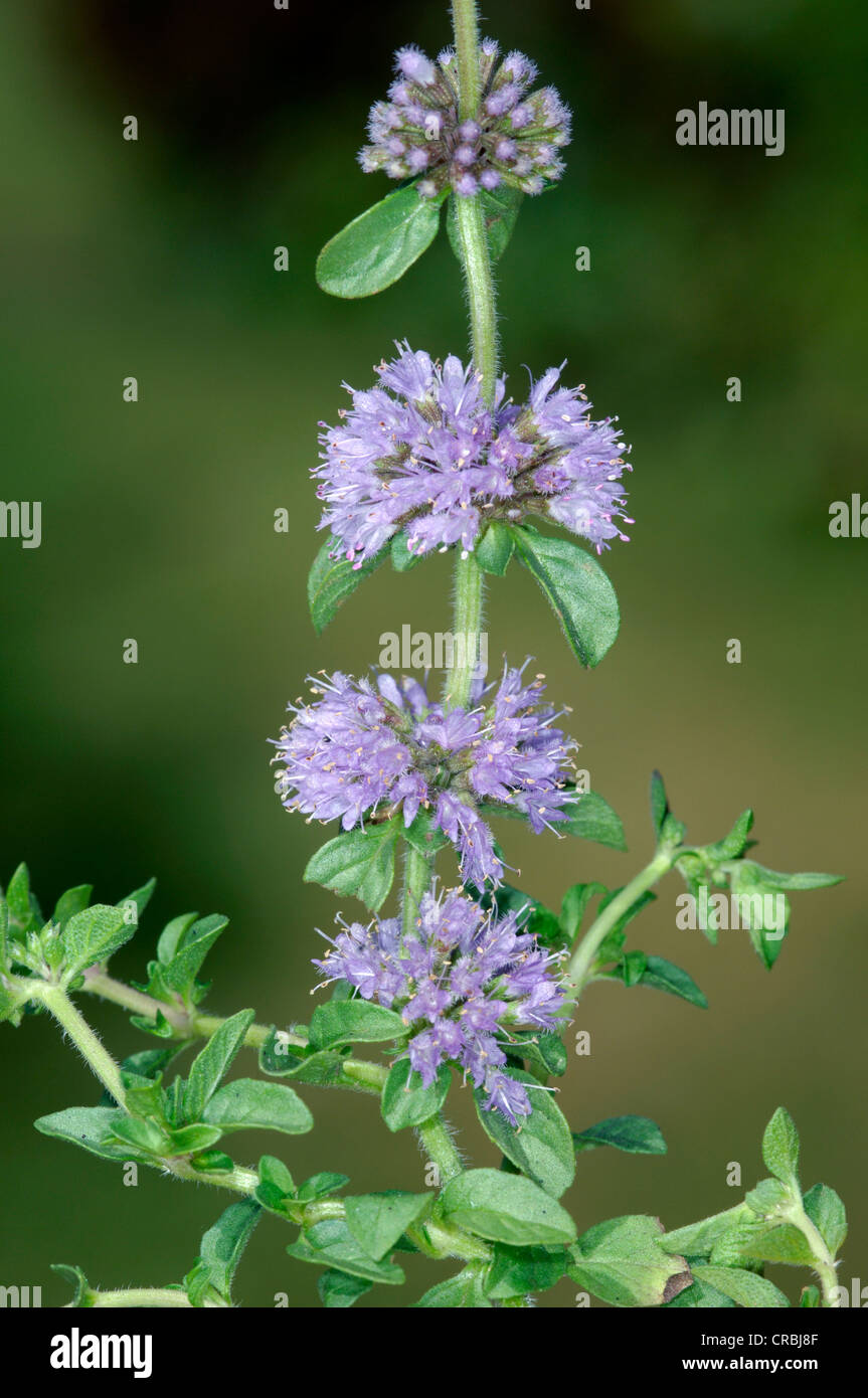 Mentha pulegium immagini e fotografie stock ad alta risoluzione - Alamy