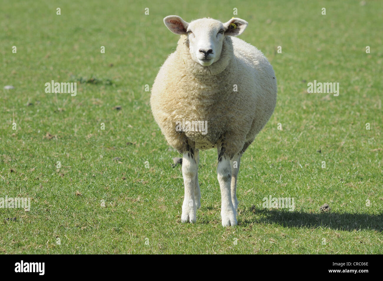 Allevamento di pecore francesi immagini e fotografie stock ad alta ...