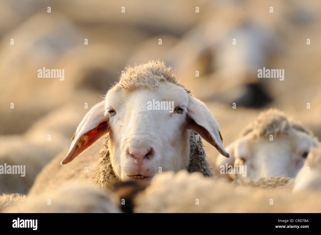 Allevamento di pecore merino immagini e fotografie stock ad alta ...