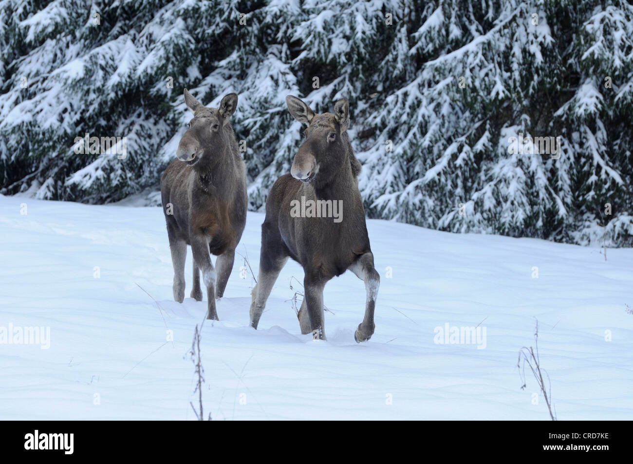 Alce alces in acqua immagini e fotografie stock ad alta risoluzione - Alamy