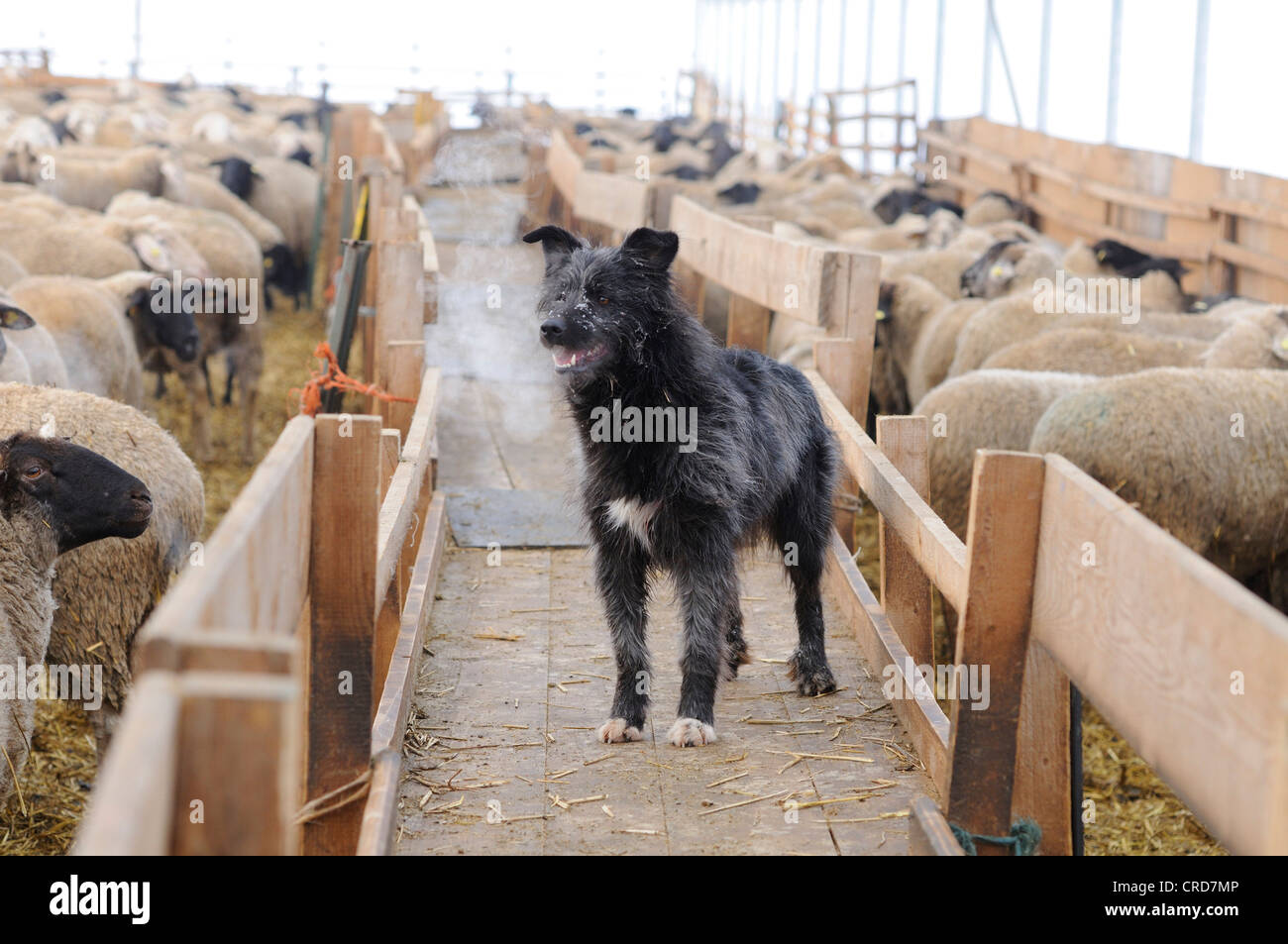 Ovile di pecore immagini e fotografie stock ad alta risoluzione - Alamy