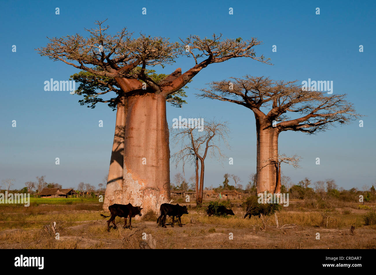 African Baobab (baobab), baobab-foresta vicino a Morondava sulla costa ...