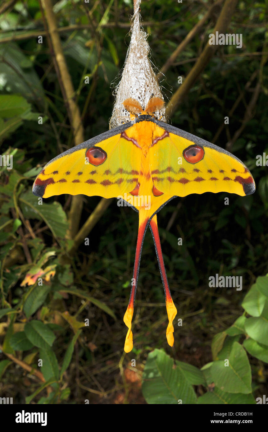 Falene di luna immagini e fotografie stock ad alta risoluzione - Alamy