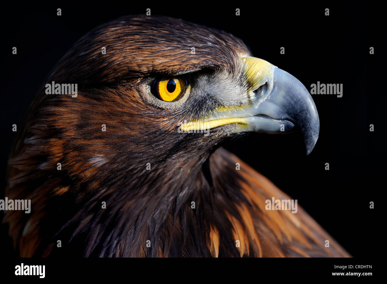 Aquila reale immagini e fotografie stock ad alta risoluzione - Alamy