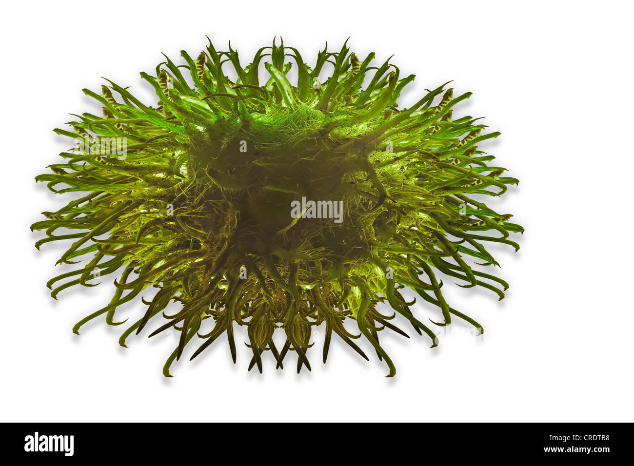 Dendritic cell immagini e fotografie stock ad alta risoluzione - Alamy