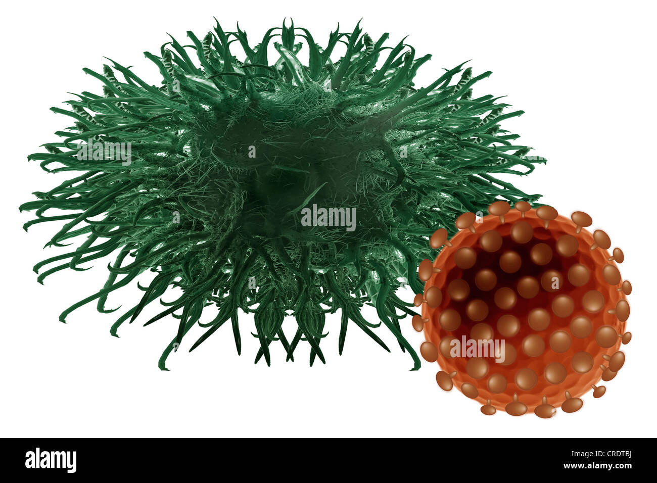 Cellule dendritiche del sistema immunitario la rilevazione di un virus ...