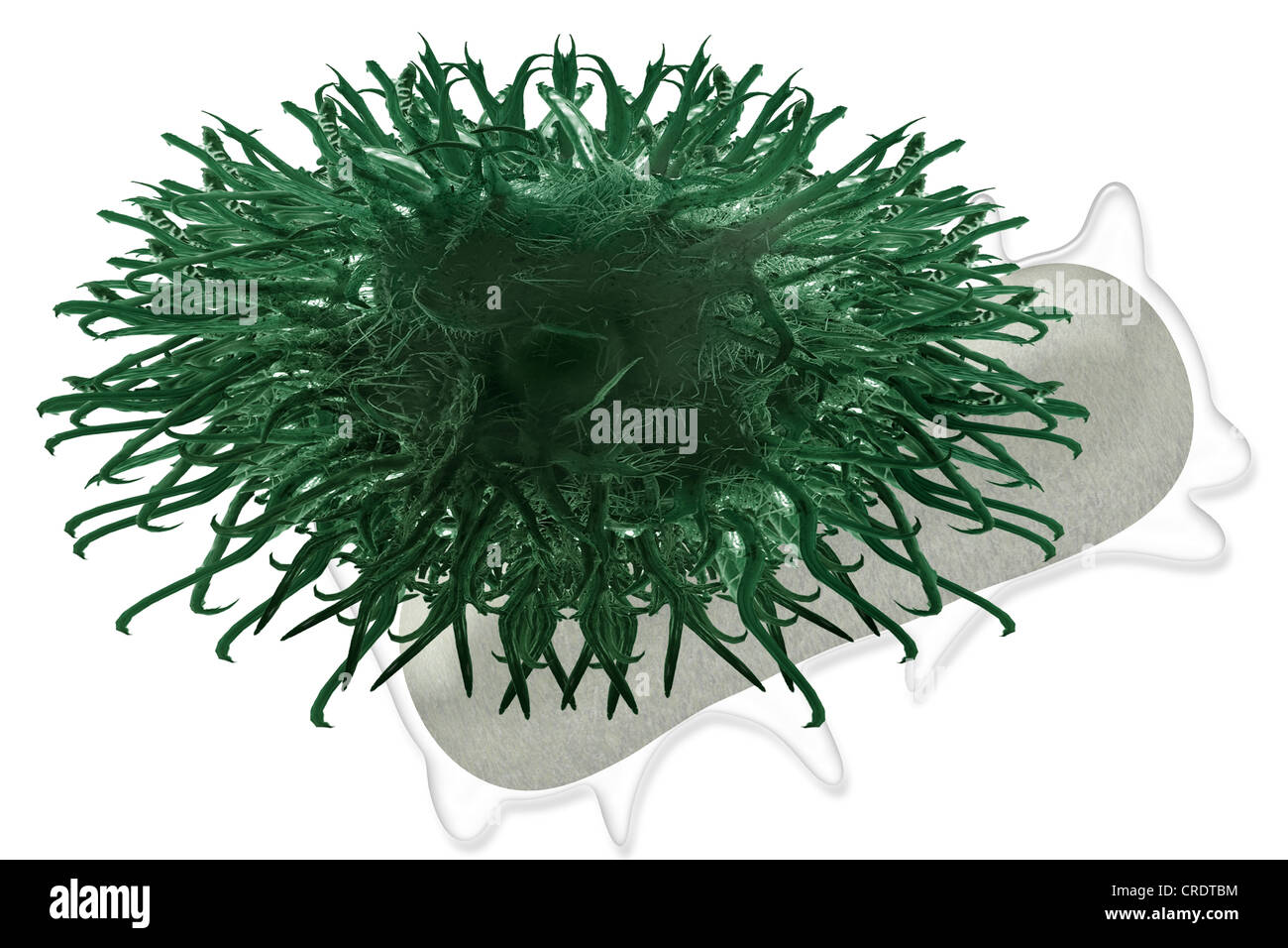 Cellula del sistema immunitario immagini e fotografie stock ad alta ...