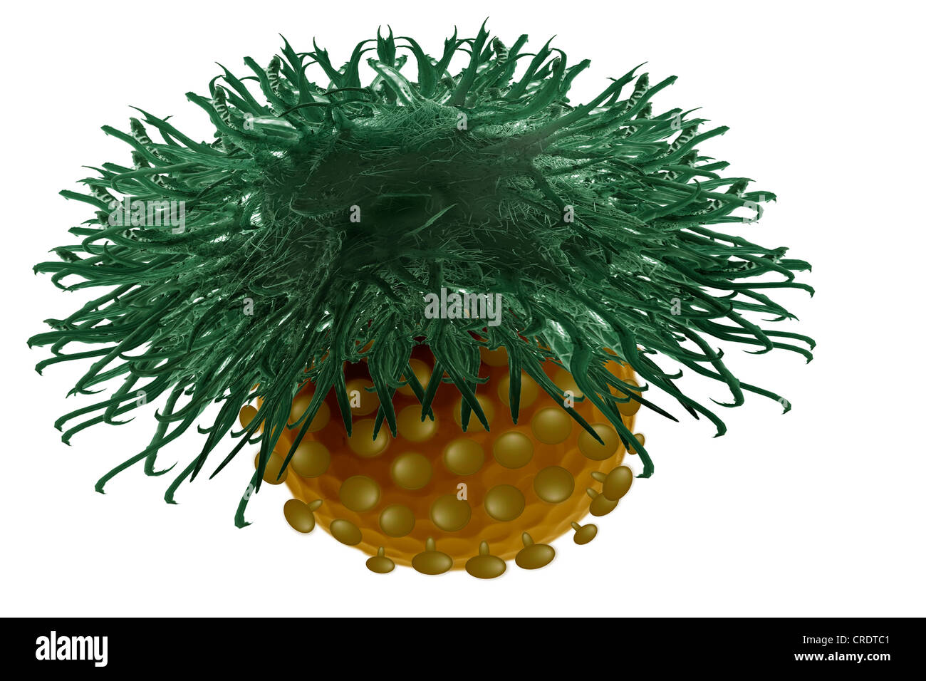 Cellula del sistema immunitario immagini e fotografie stock ad alta ...