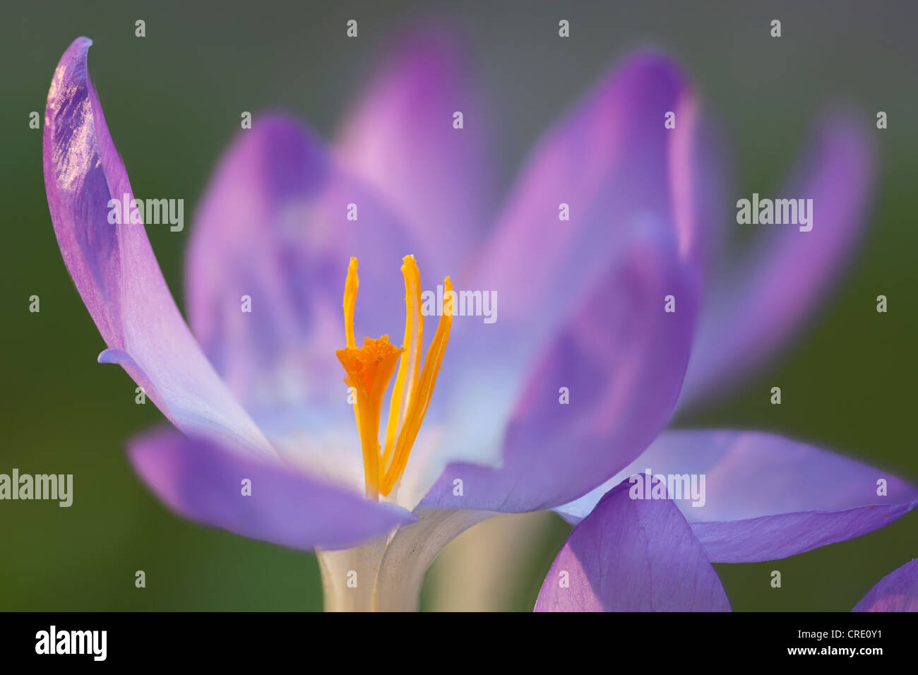 Crocus tipo immagini e fotografie stock ad alta risoluzione - Alamy