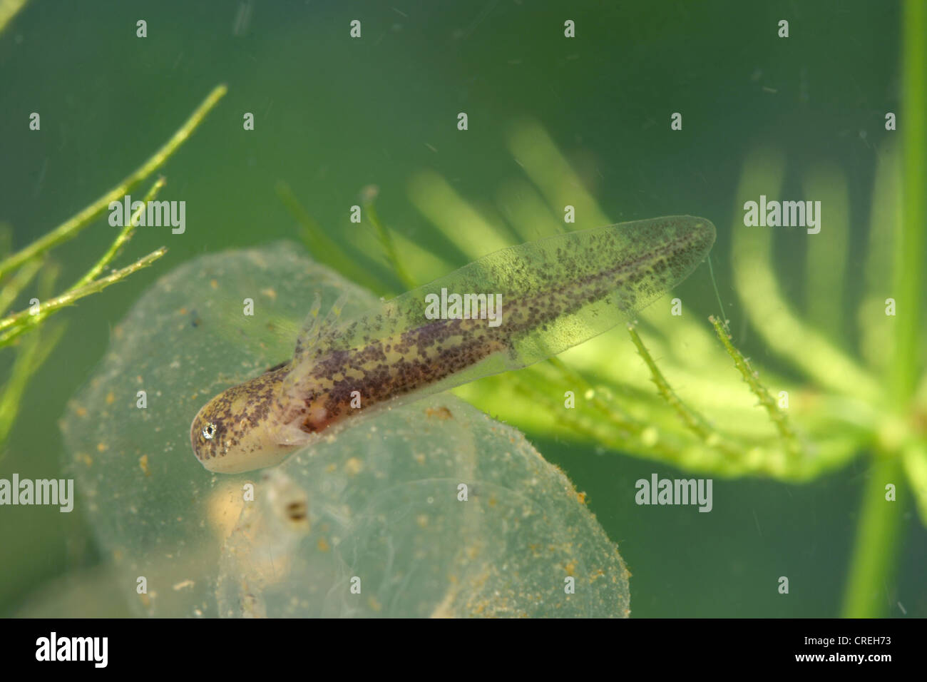 Axolotl ambystoma mexicanum larve immagini e fotografie stock ad alta ...