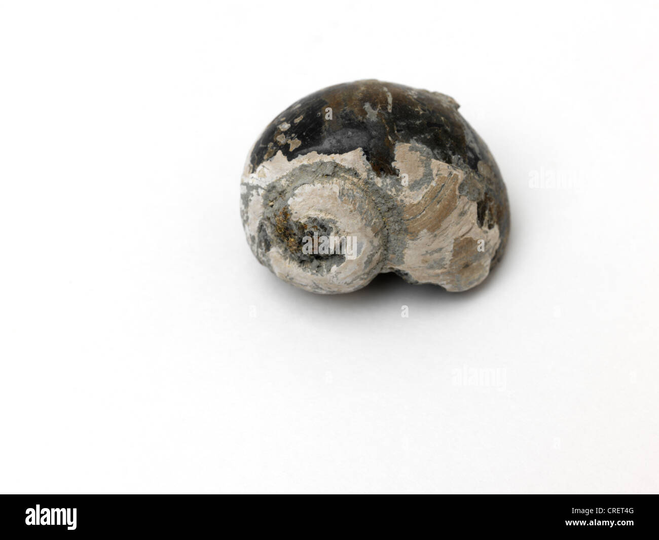 Un gasteropode fossile Foto stock - Alamy