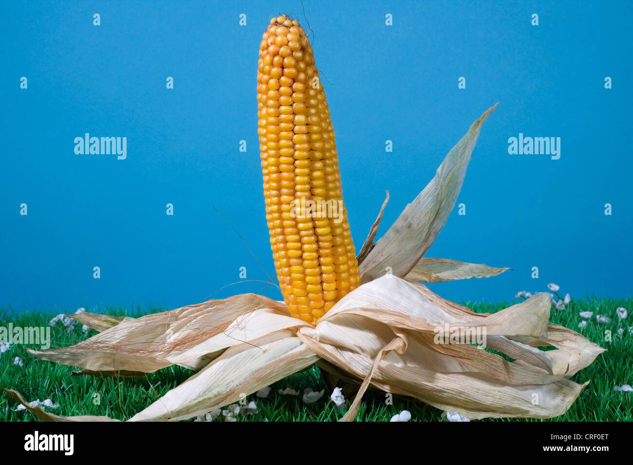 Fiore di zea mays immagini e fotografie stock ad alta risoluzione - Alamy