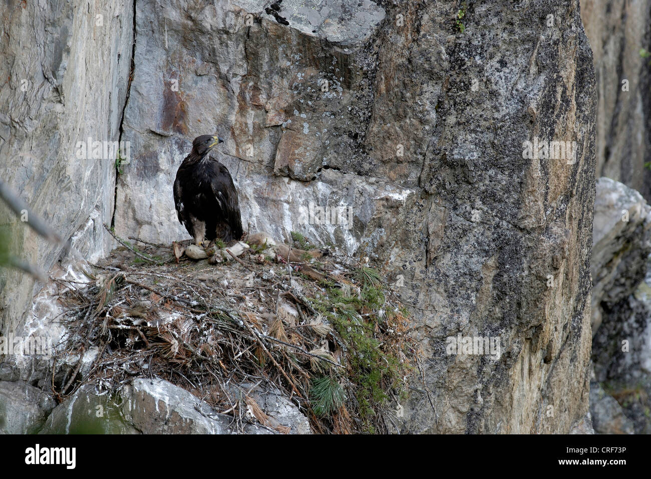 Aquila reale (Aquila chrysaetos), dieci settimane eagle sul sito di ...