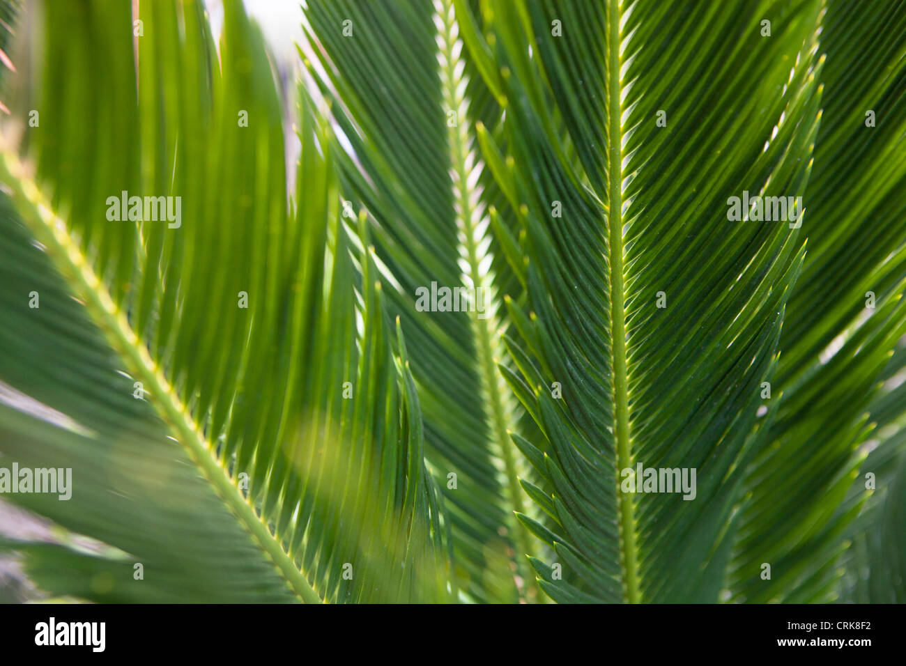 Cycad cycas revoluta giapponese o palma da sago immagini e fotografie ...