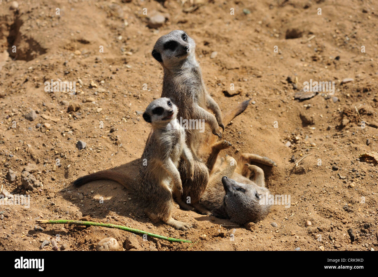 3 suricati immagini e fotografie stock ad alta risoluzione - Alamy
